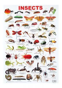 Insects-Chart - The Teachers' Cafe